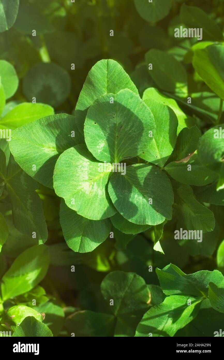 Green clover shamrock natural foliage closeup background Stock Photo ...