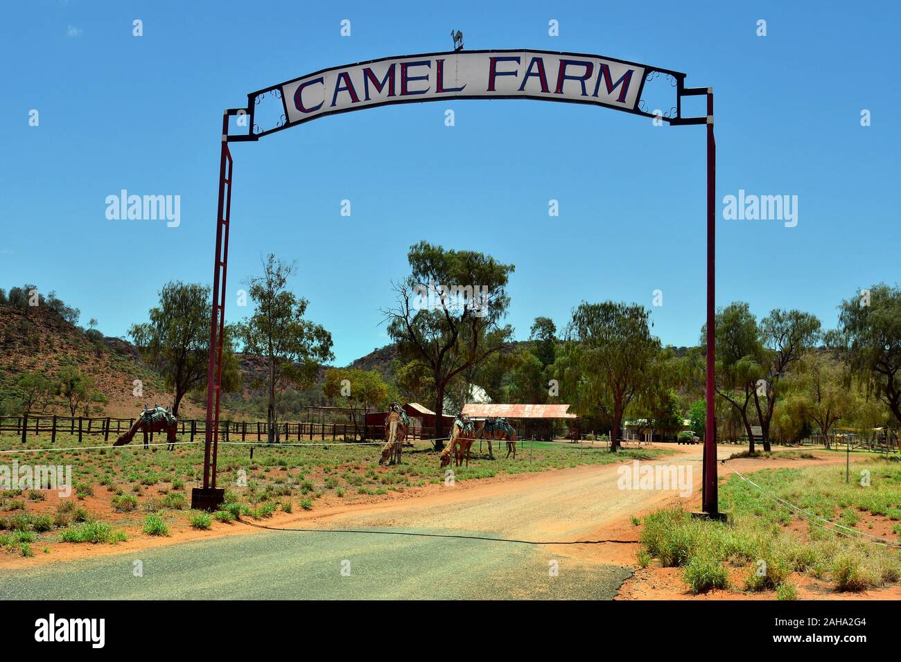 Stuart Well, NT, Australia - November 15, 2017: Camel farm on Stuart ...