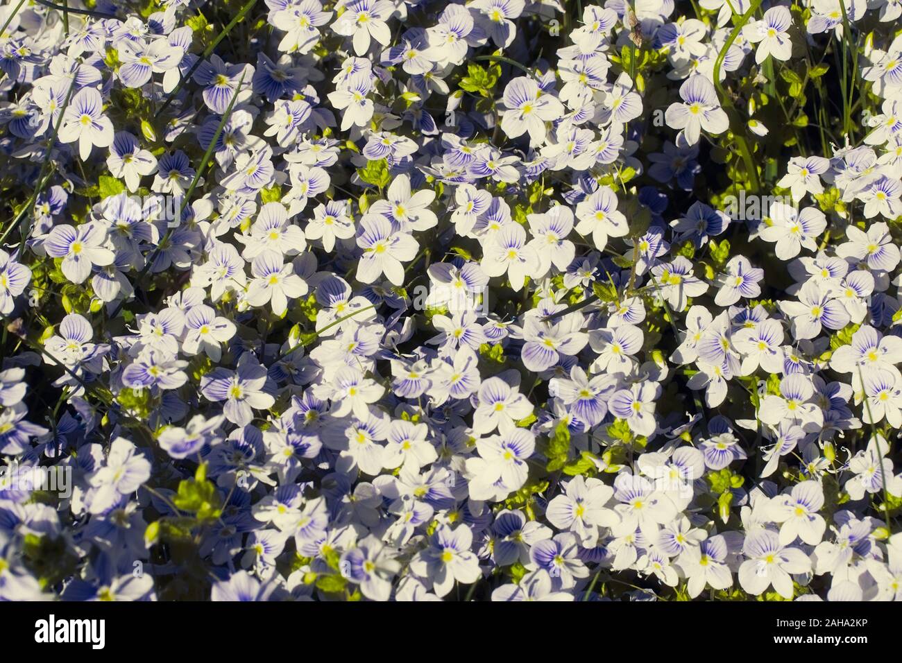 Veronica filiformis Slender speedwell white blue little flowers ...