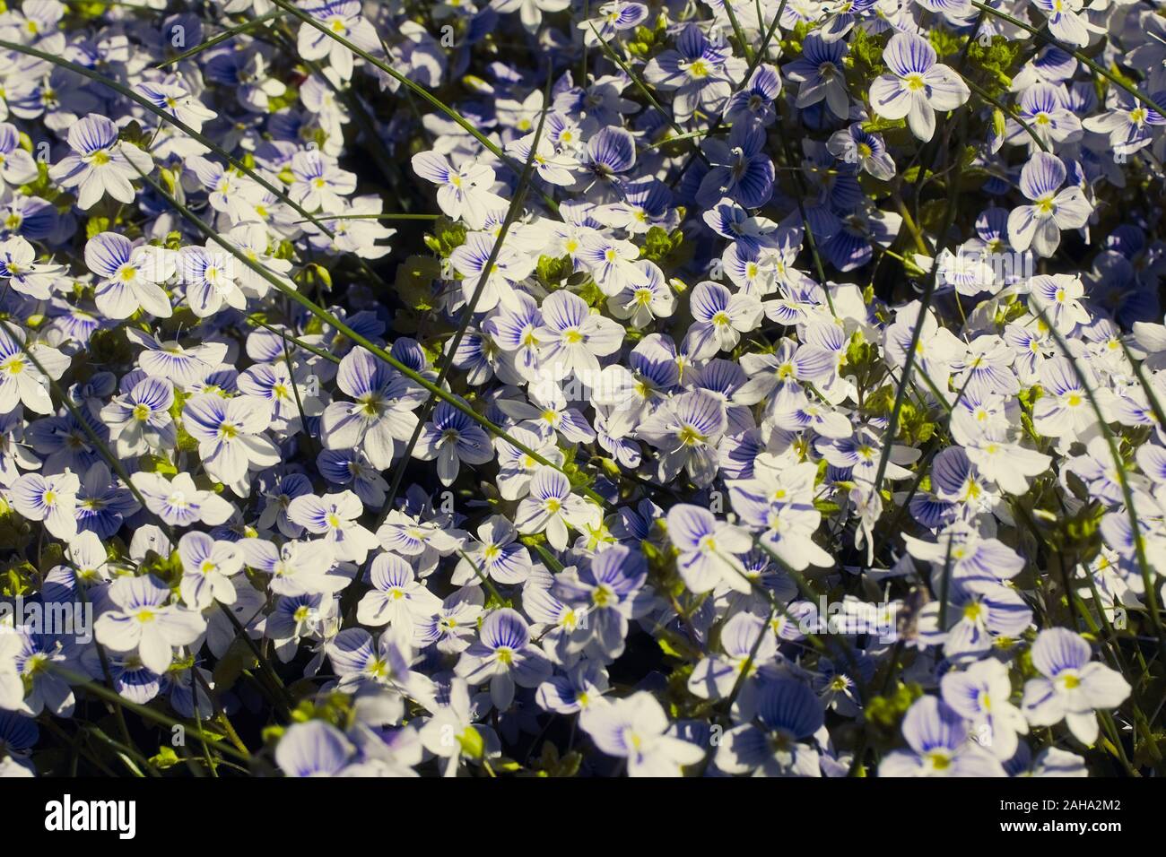 Veronica filiformis Slender speedwell white blue little flowers ...