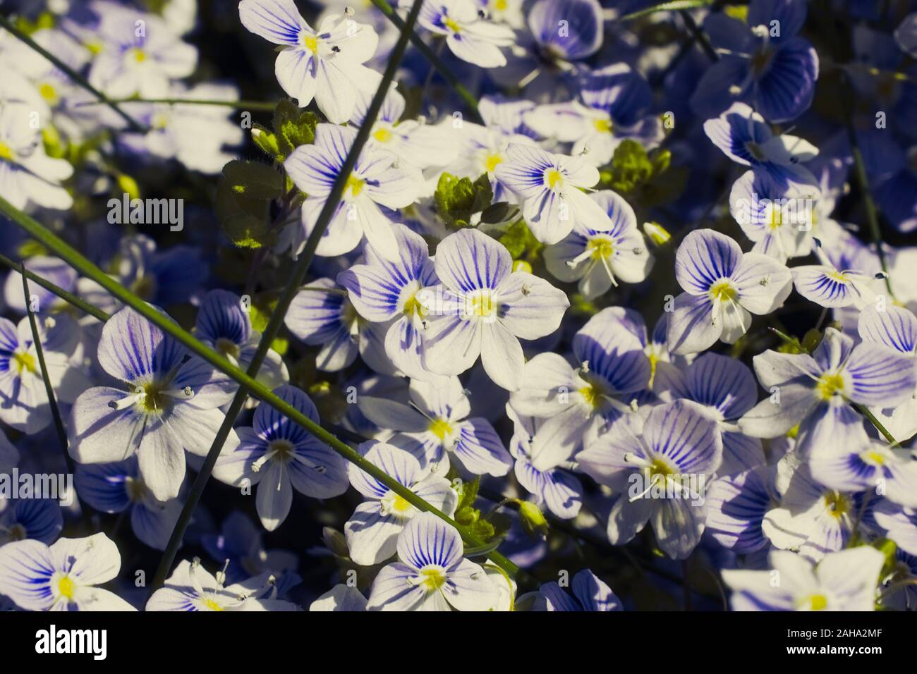 Veronica filiformis Slender speedwell white blue little flowers ...
