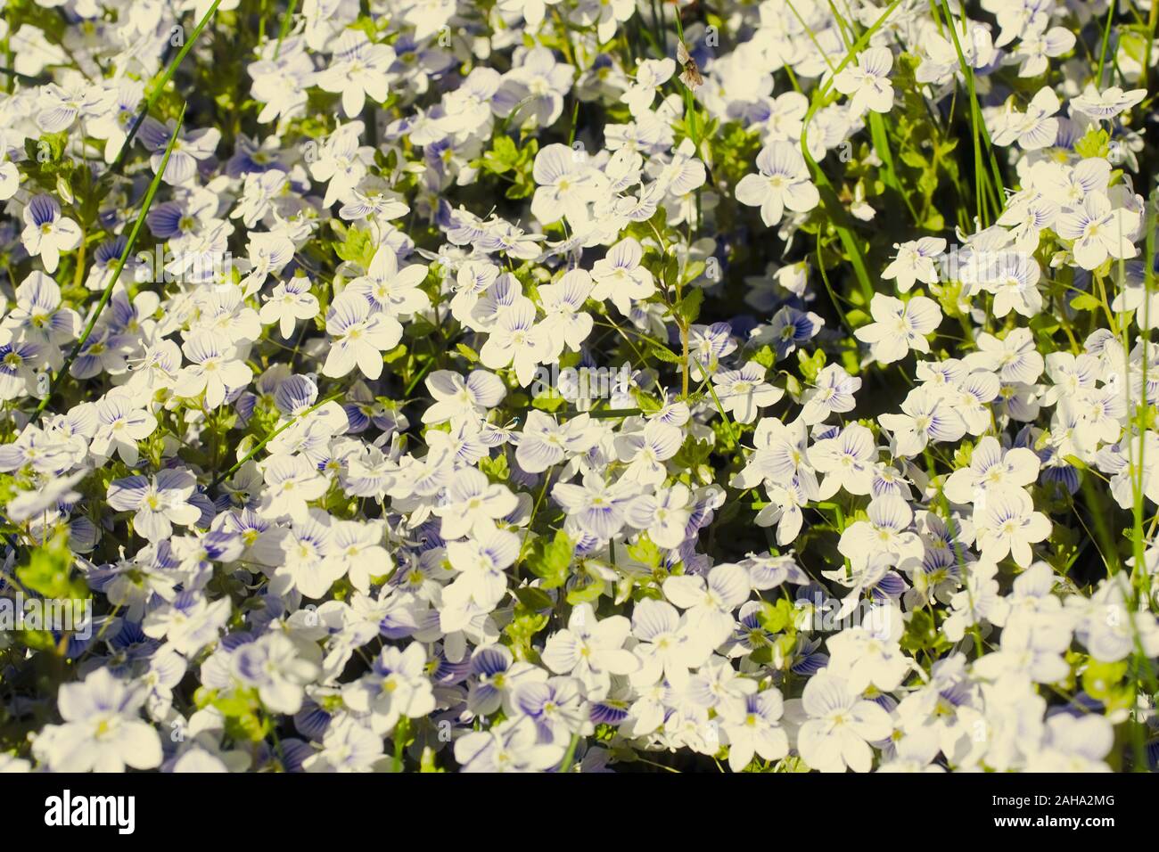 Veronica filiformis Slender speedwell white blue little flowers ...