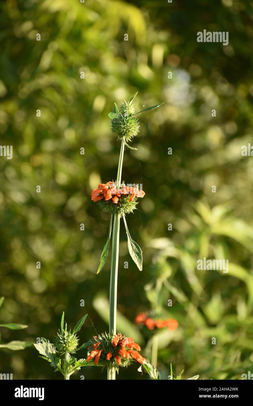 close up view of beautiful wild red flower, red flowers with many green ...