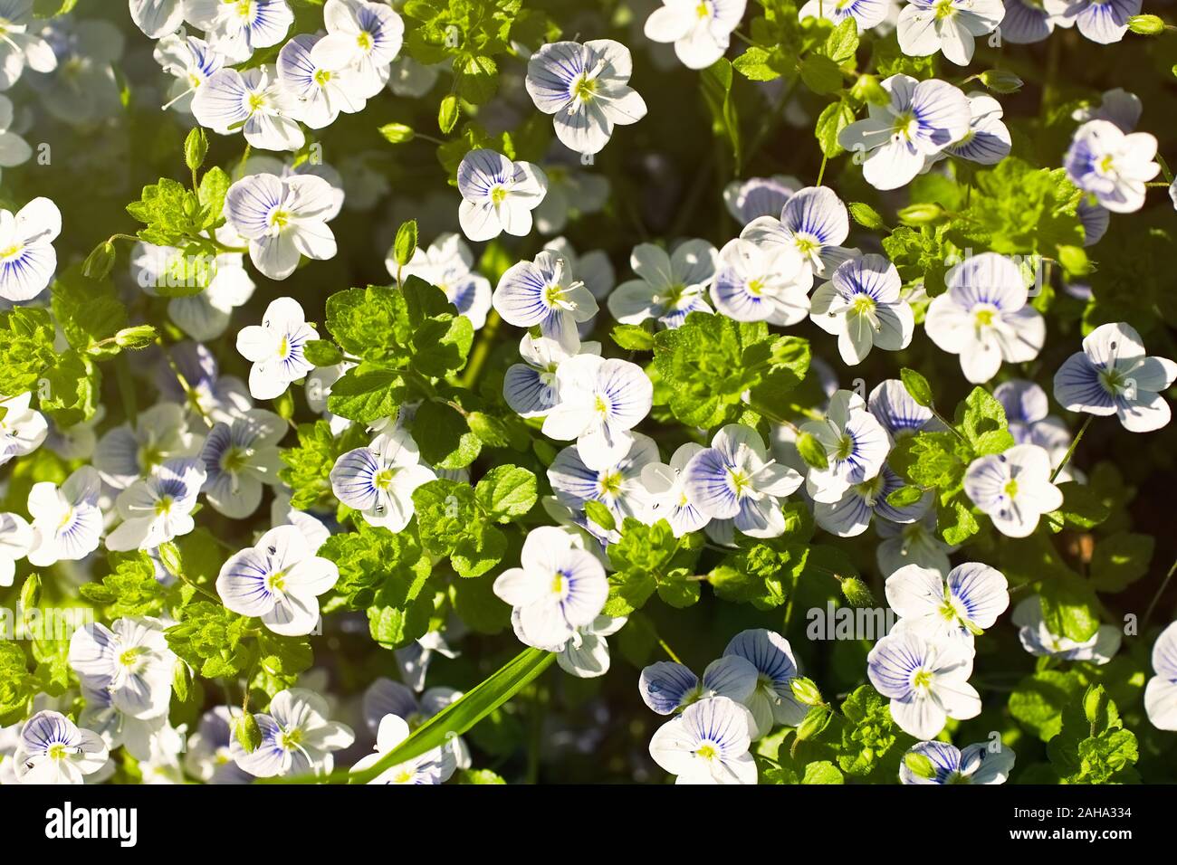 Veronica filiformis Slender speedwell white blue little flowers ...