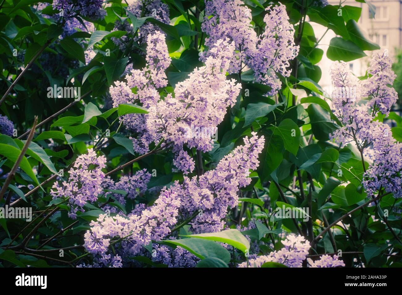 Blossoming Syringa Lilac spring flowers in Moscow park floral ...