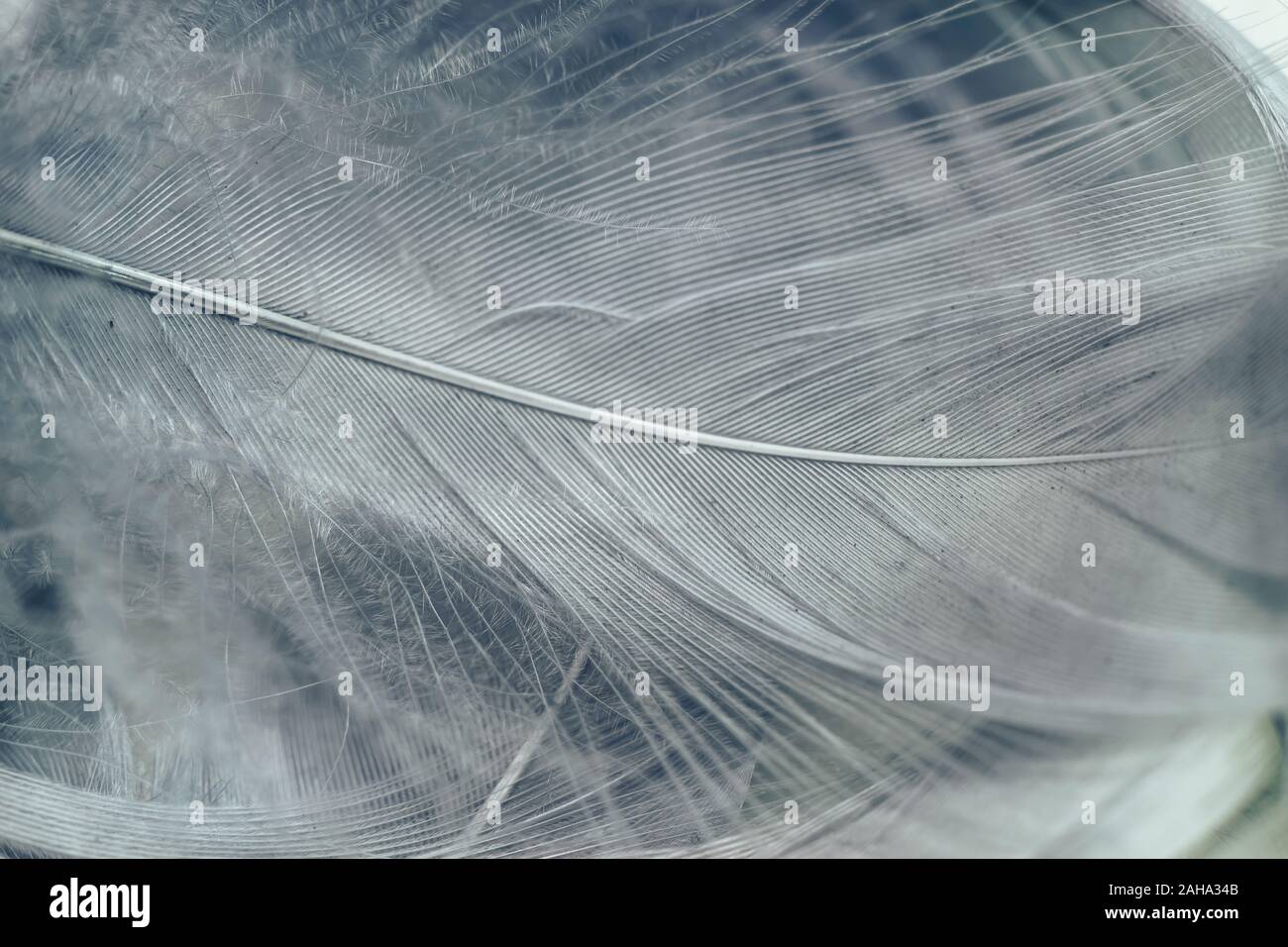 Close up Beautiful gray Bird feather pattern background for design ...