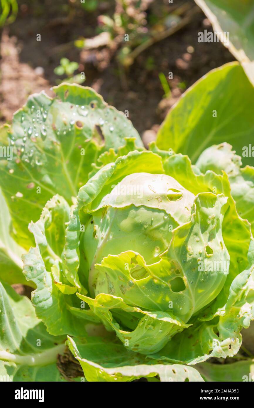 White cabbage grows on beds in the garden in the summer Stock Photo - Alamy