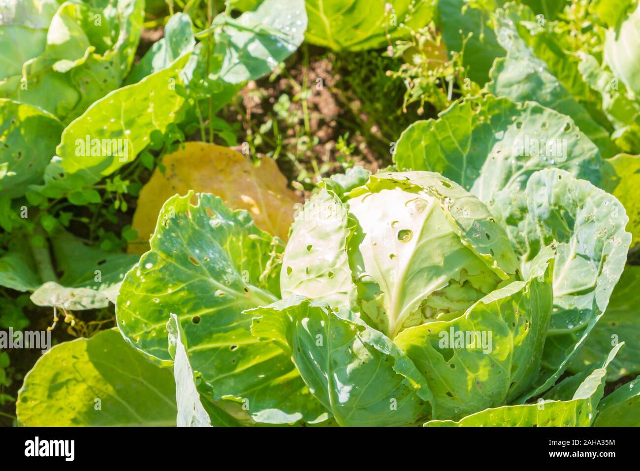 White cabbage grows in hi-res stock photography and images - Alamy