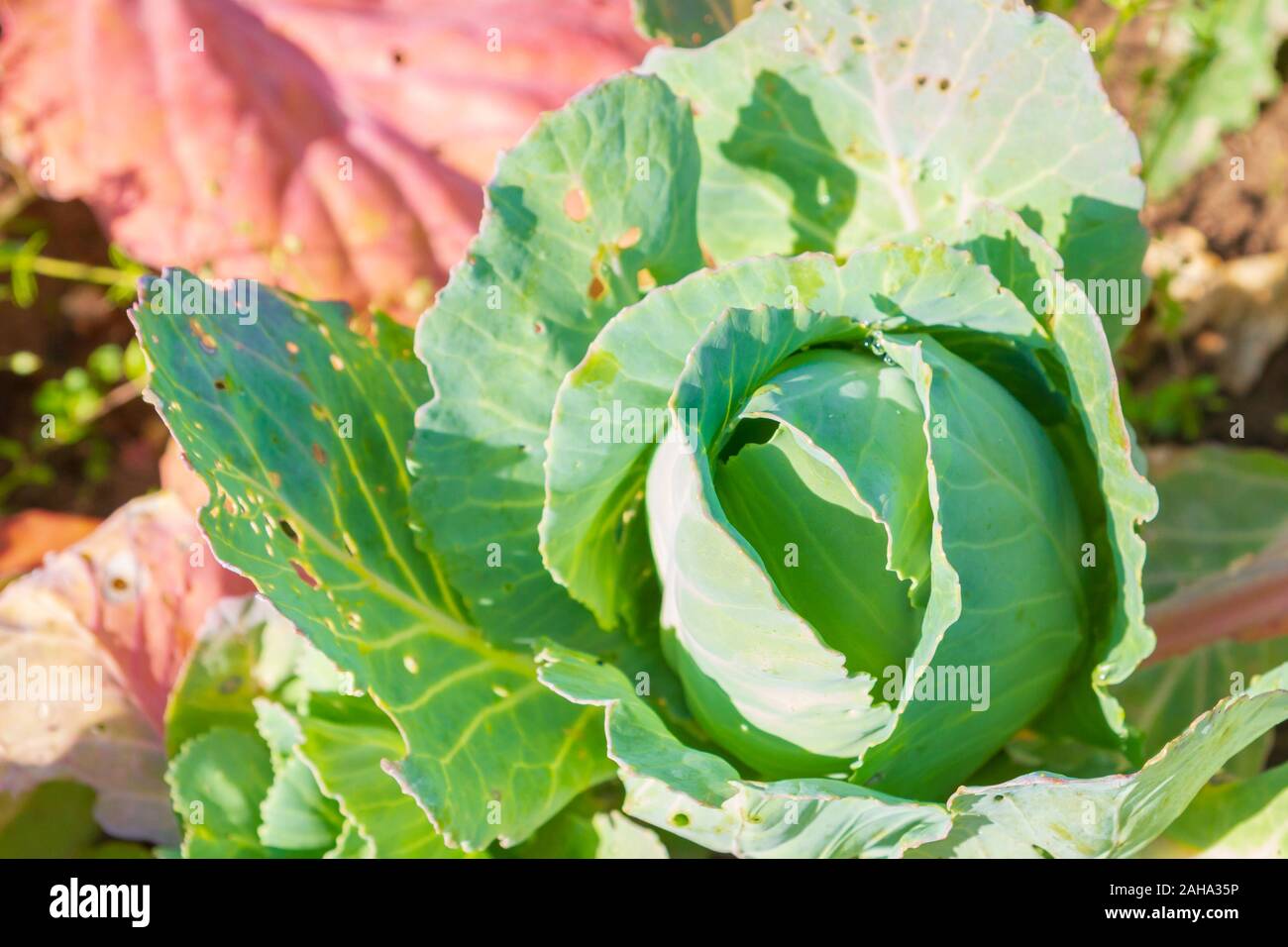 Green cabbage grows on bed hi-res stock photography and images - Alamy