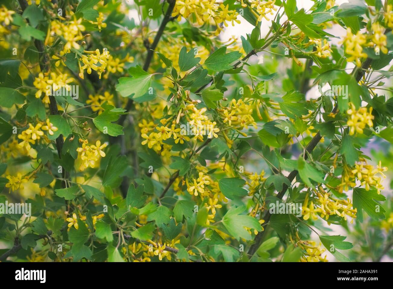Yellow flowers of Golden Buffalo Currant Ribes Aureum background Stock ...