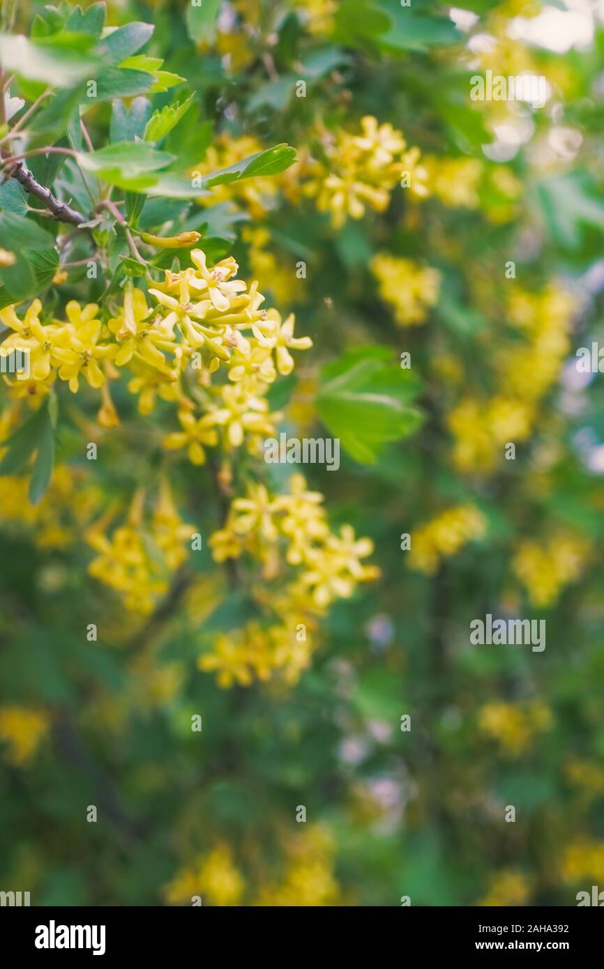 Yellow flowers of Golden Buffalo Currant Ribes Aureum background Stock ...