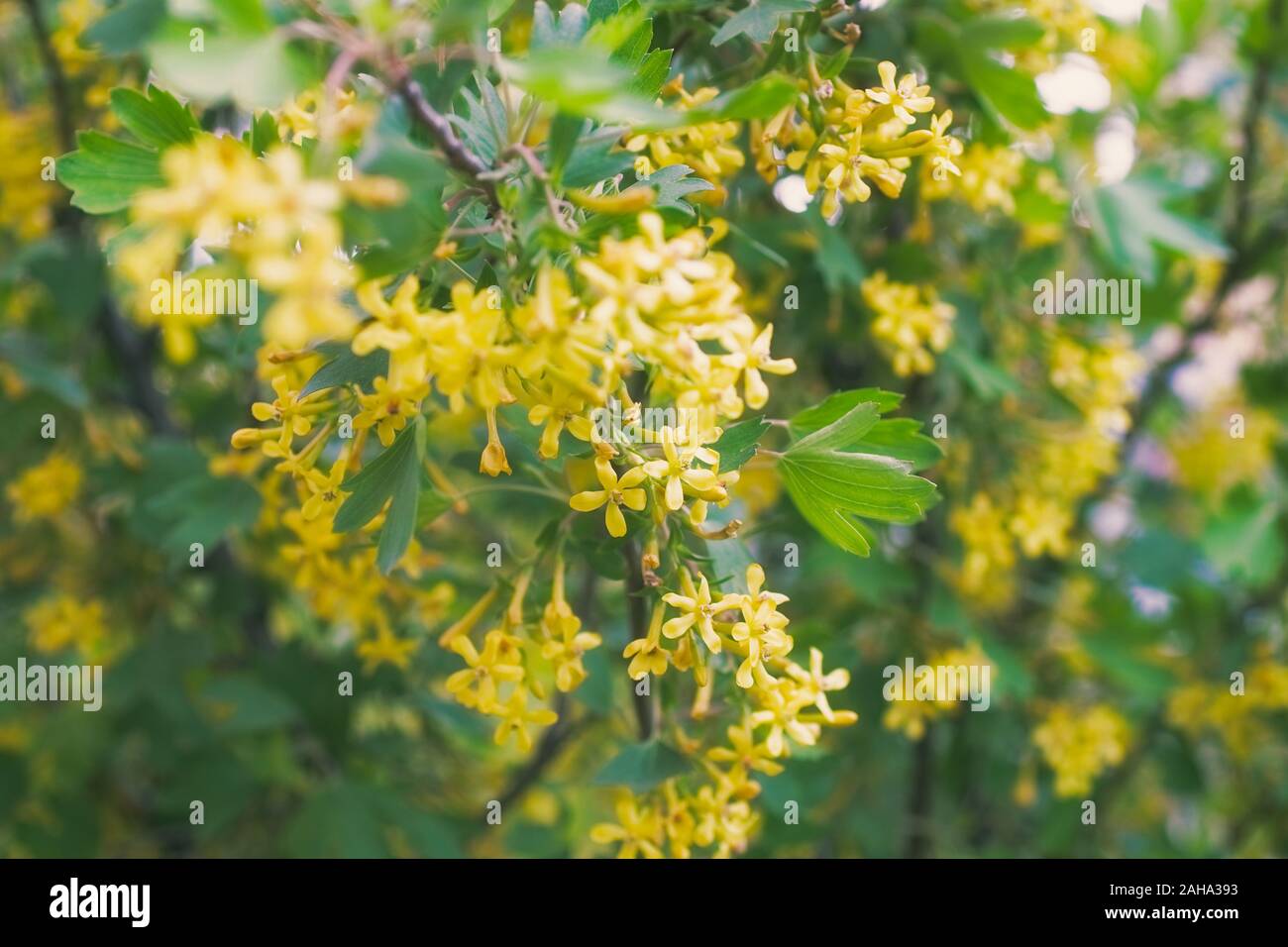 Yellow flowers of Golden Buffalo Currant Ribes Aureum background Stock ...