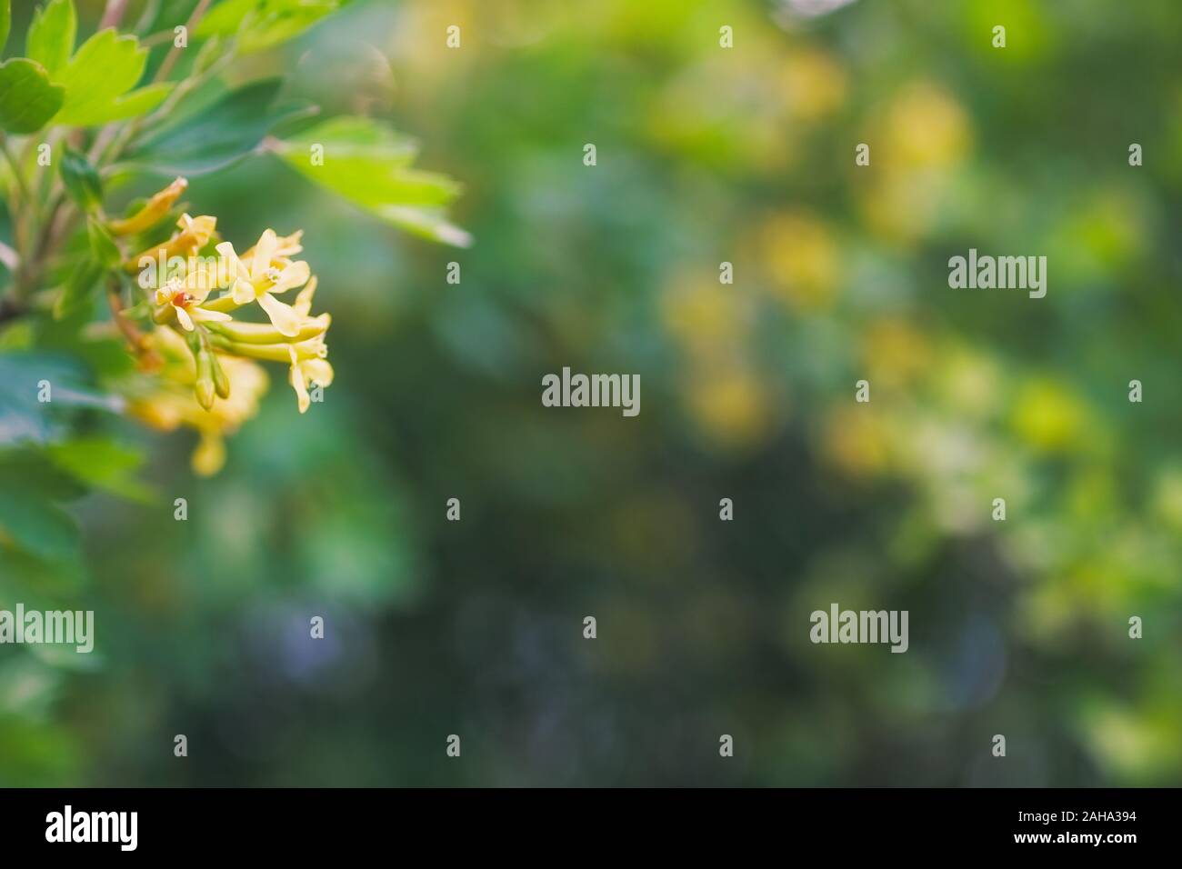 Yellow flowers of Golden Buffalo Currant Ribes Aureum background Stock ...