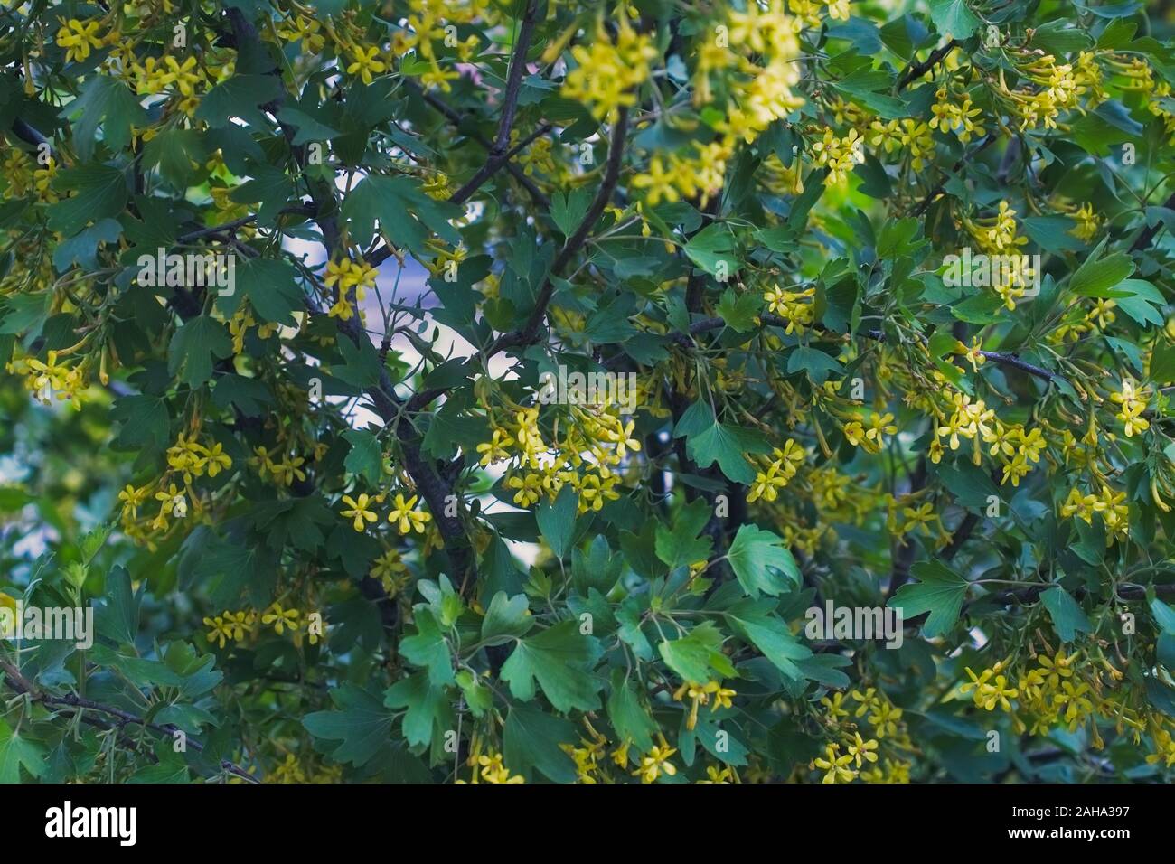 Yellow flowers of Golden Buffalo Currant Ribes Aureum background Stock ...