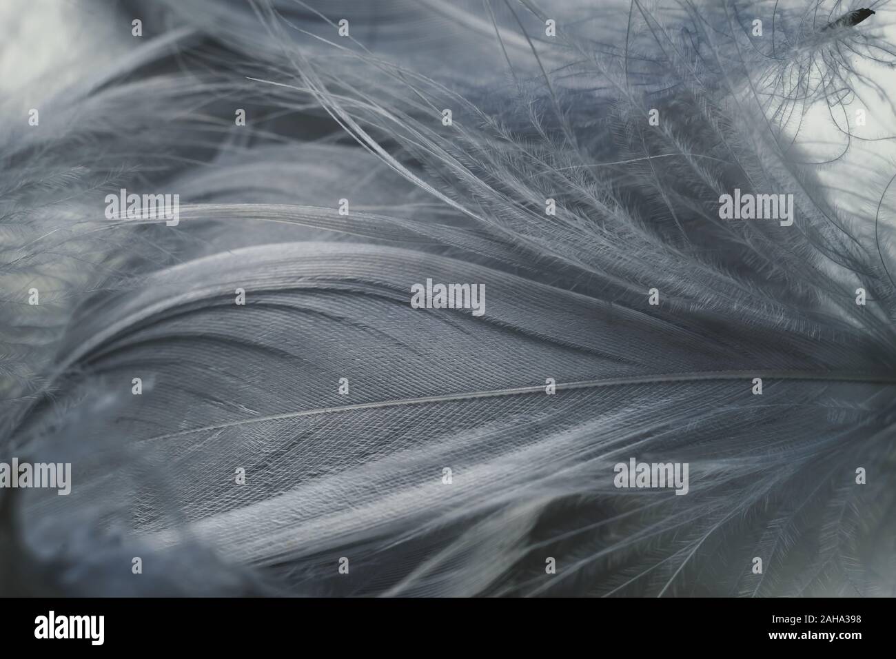 Close up Beautiful gray Bird feather pattern background for design ...