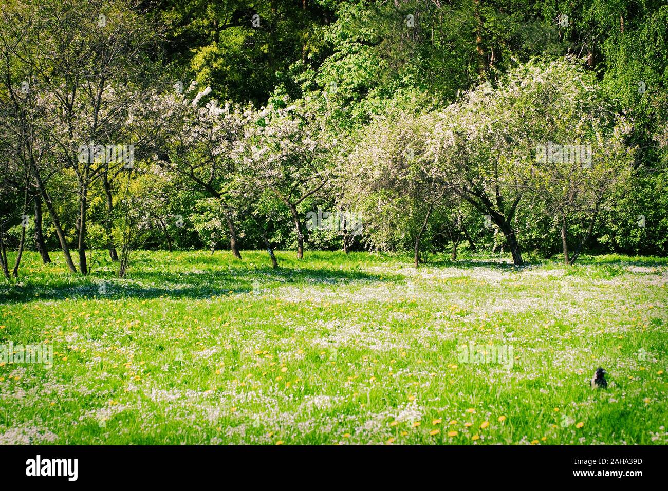 Beautiful green summer landscape in Russia background Stock Photo - Alamy