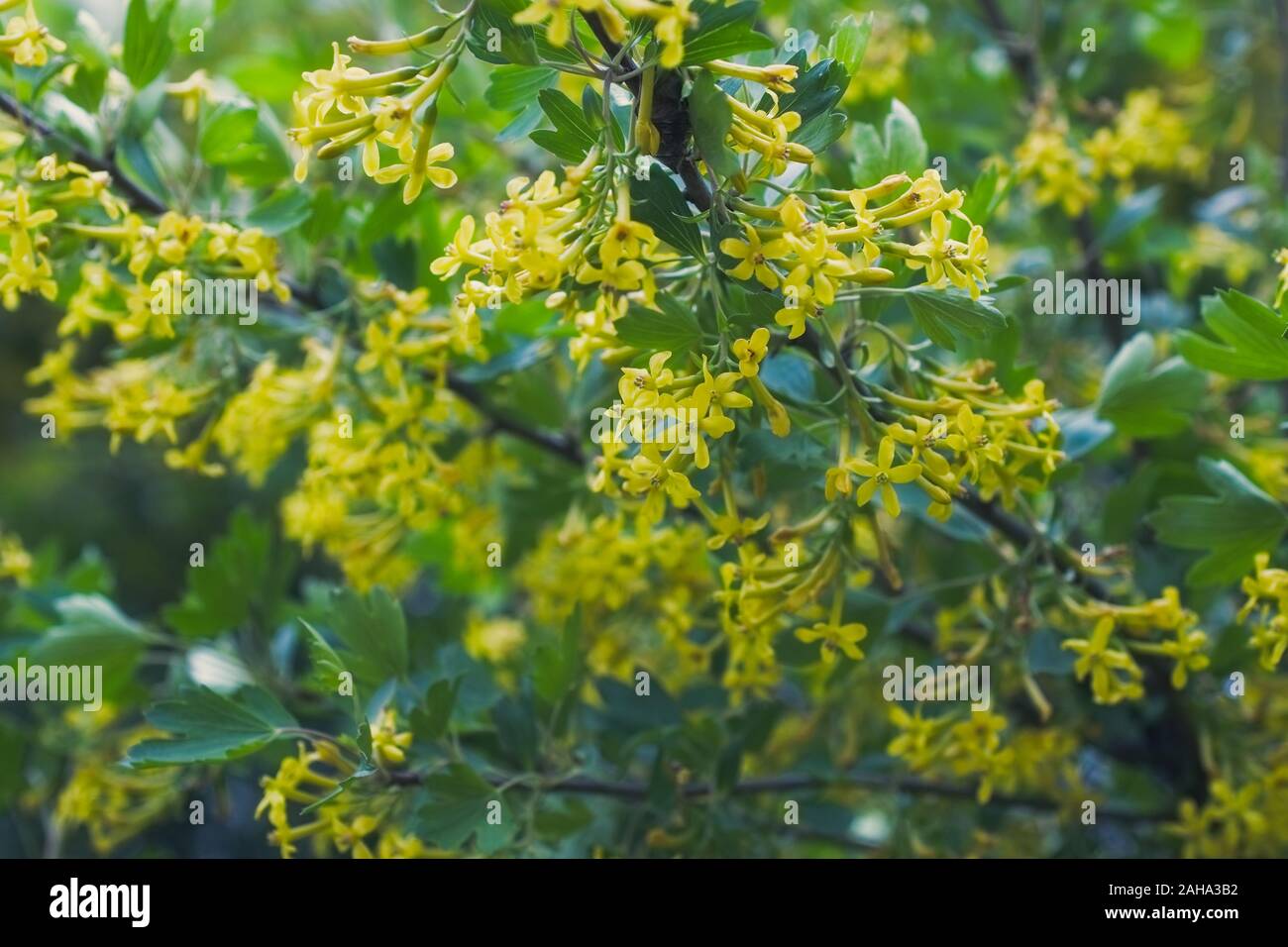 Yellow flowers of Golden Buffalo Currant Ribes Aureum background Stock ...