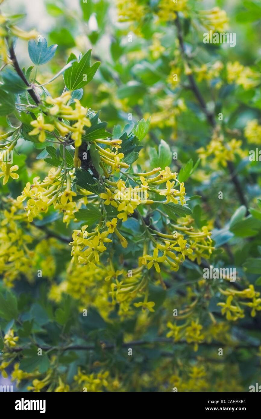 Yellow flowers of Golden Buffalo Currant Ribes Aureum background Stock ...
