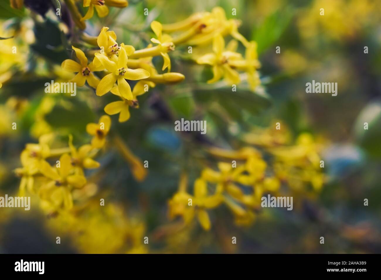 Yellow flowers of Golden Buffalo Currant Ribes Aureum background Stock ...