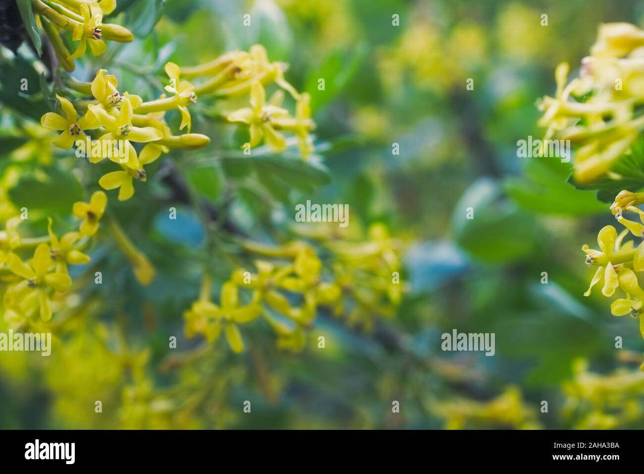 Yellow flowers of Golden Buffalo Currant Ribes Aureum background Stock ...