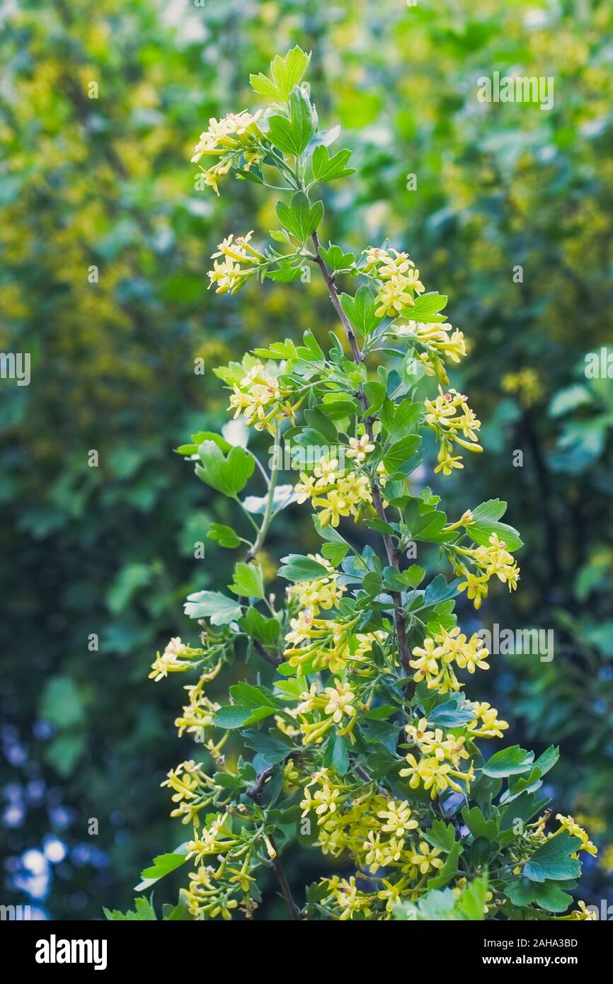 Yellow flowers of Golden Buffalo Currant Ribes Aureum background Stock ...