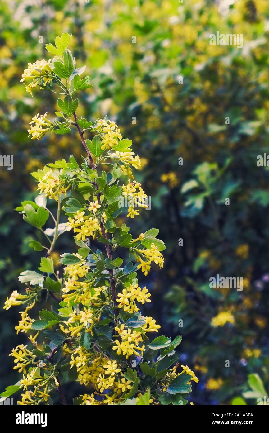 Yellow flowers of Golden Buffalo Currant Ribes Aureum background Stock ...