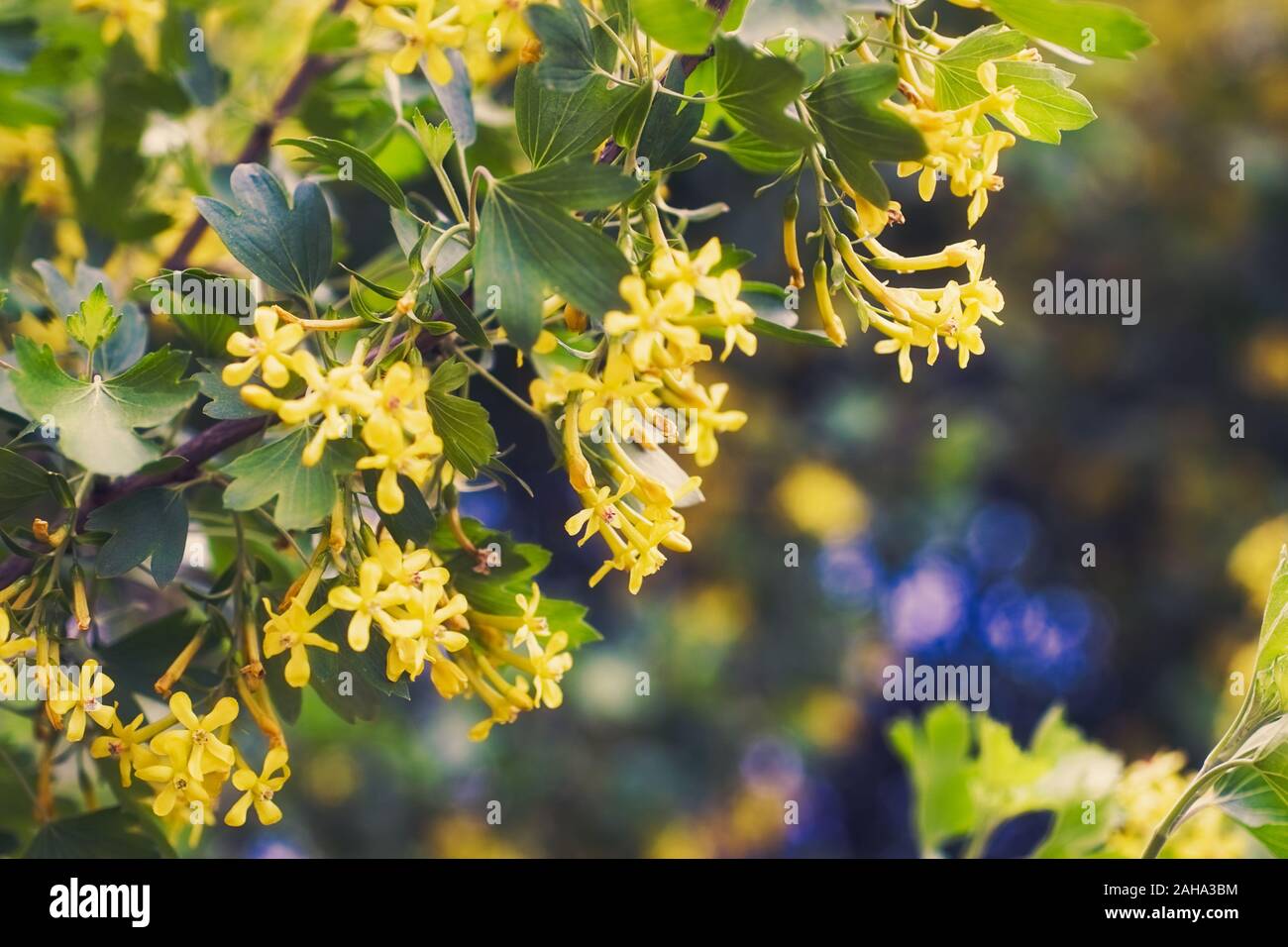 Yellow flowers of Golden Buffalo Currant Ribes Aureum background Stock ...