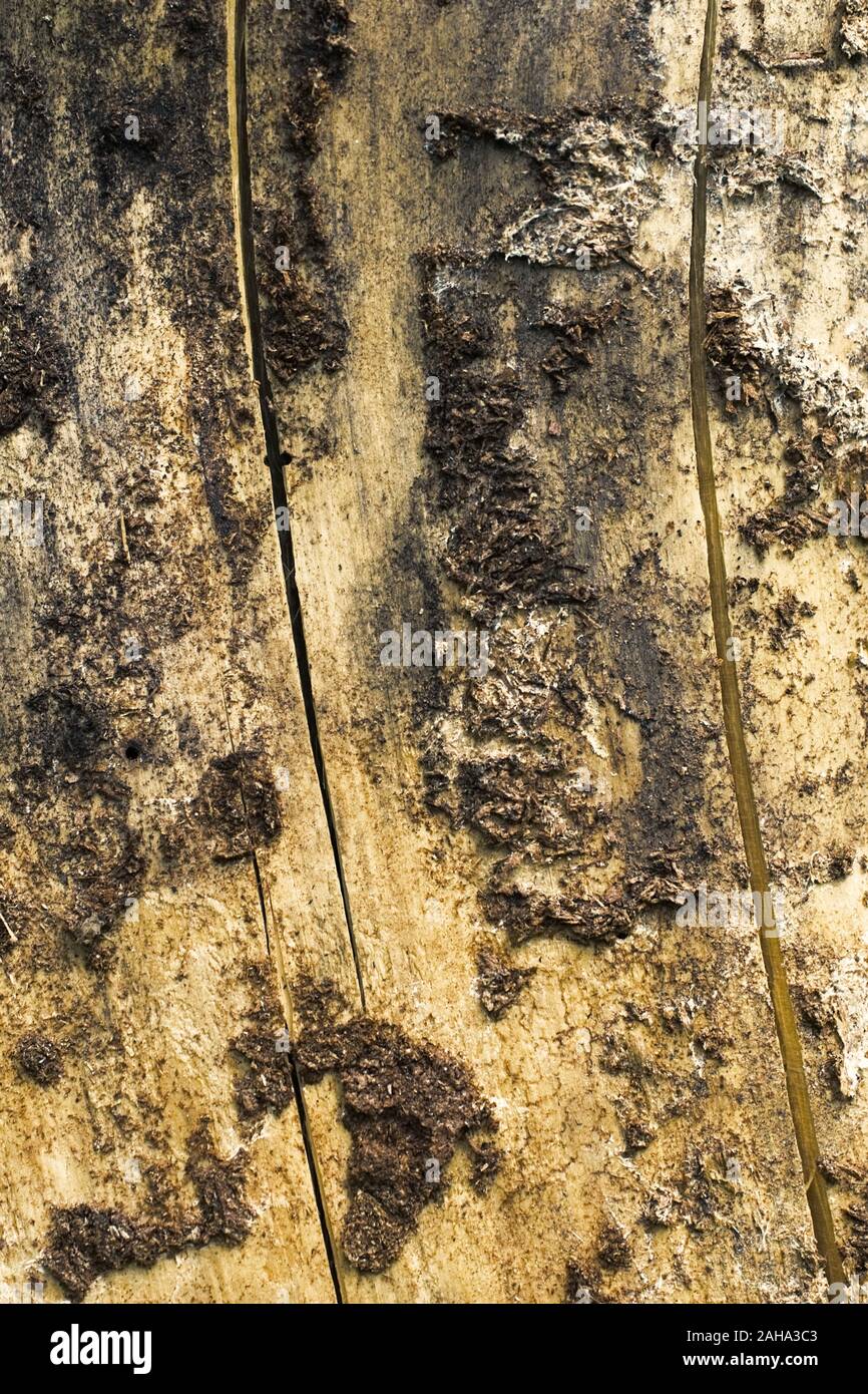 Texture of natural wood in summer forest background Stock Photo - Alamy
