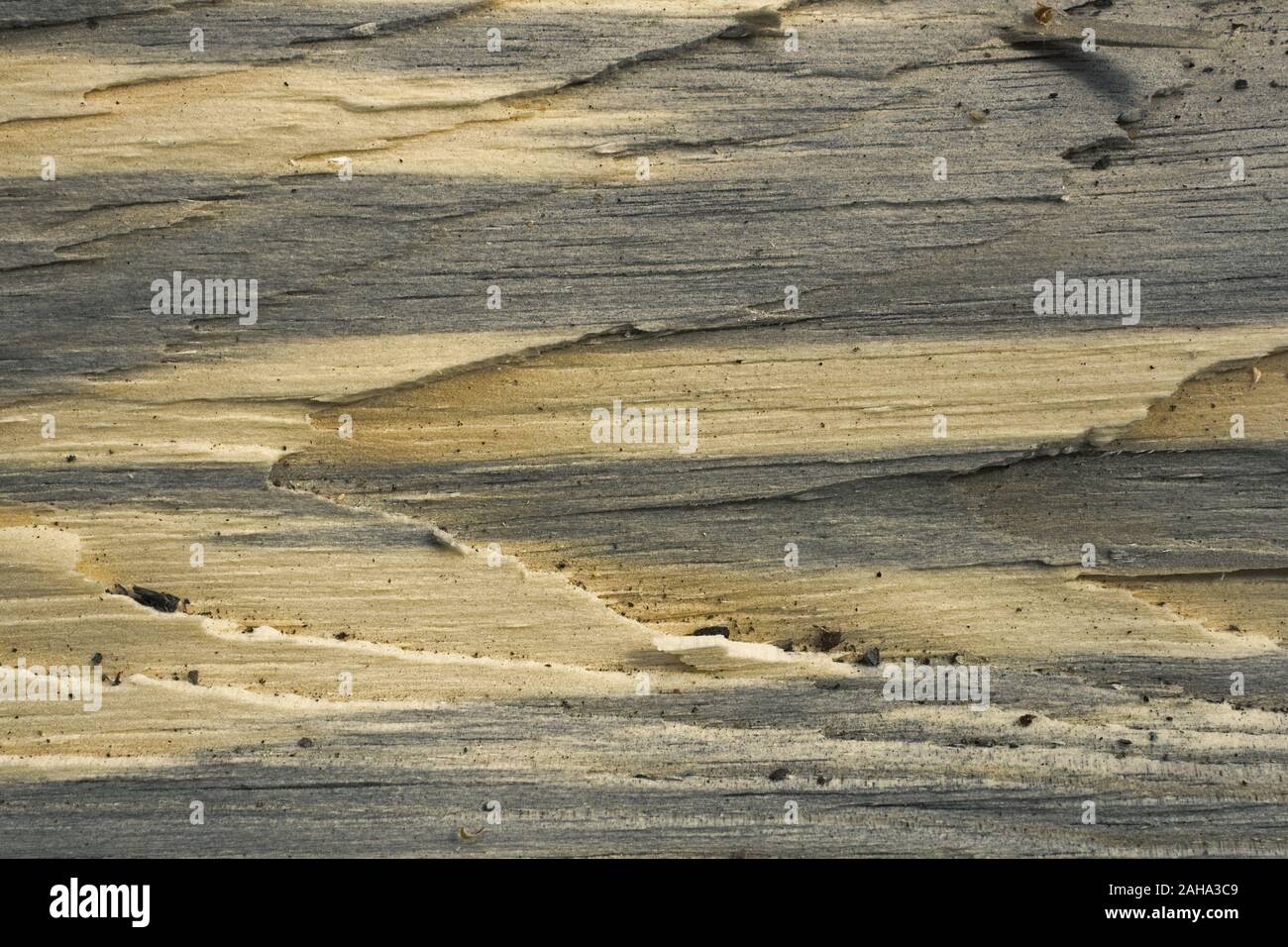 Texture of natural wood in summer forest background Stock Photo - Alamy