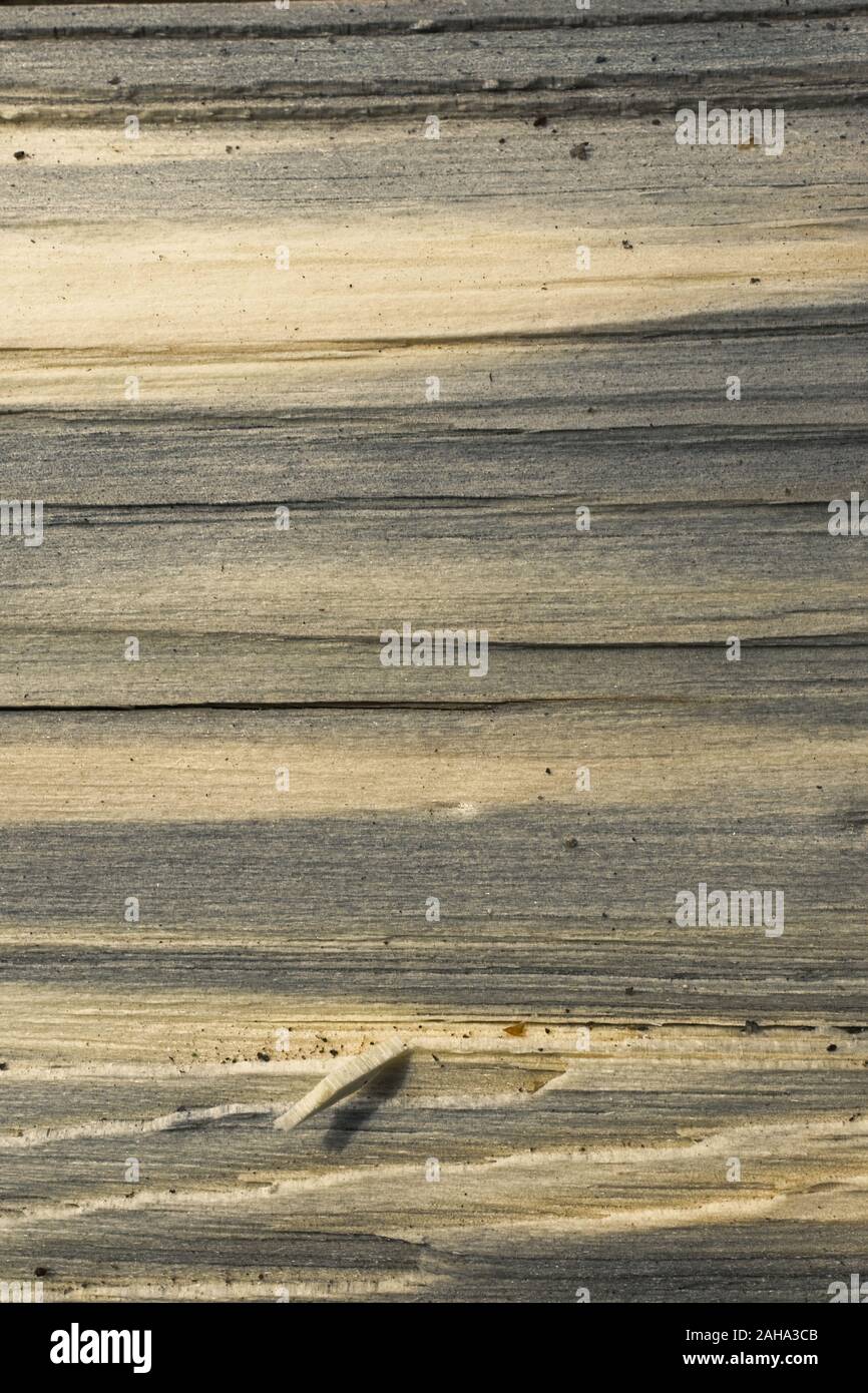 Texture of natural wood in summer forest background Stock Photo - Alamy