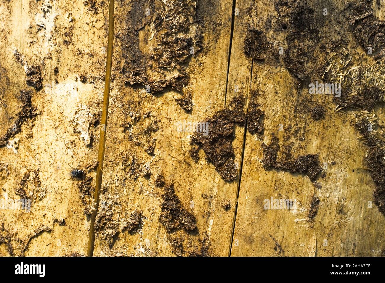 Texture of natural wood in summer forest background Stock Photo - Alamy