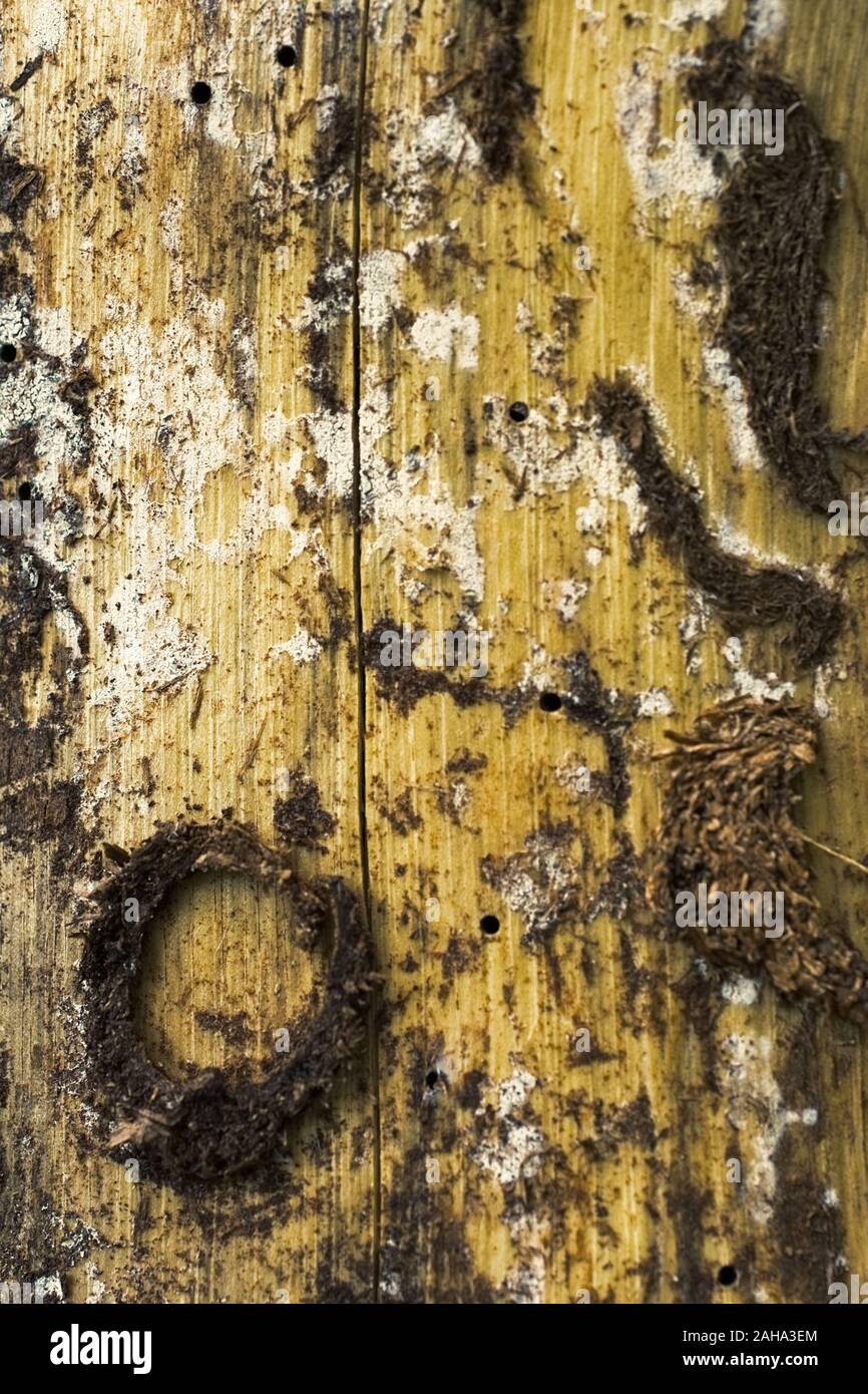 Texture of natural wood in summer forest background Stock Photo - Alamy
