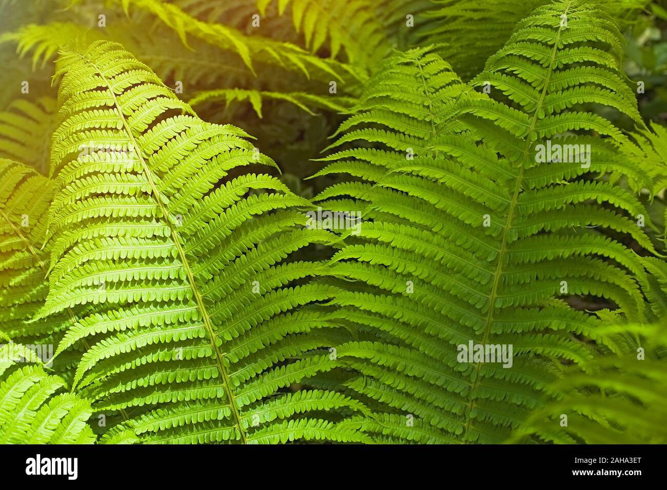 Green summer fern thicket in jungle forest background Stock Photo - Alamy