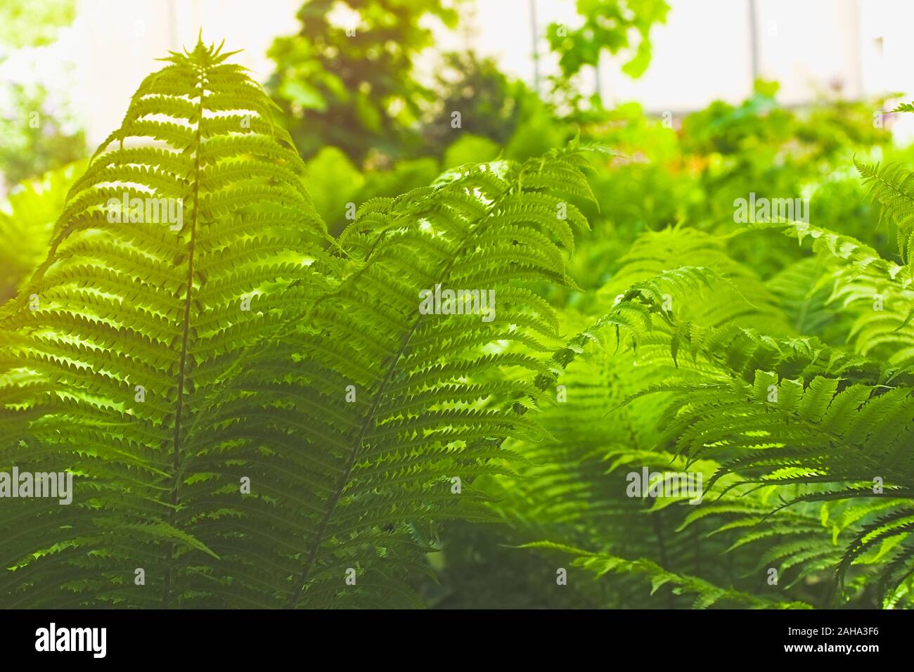 Green summer fern thicket in jungle forest background Stock Photo - Alamy