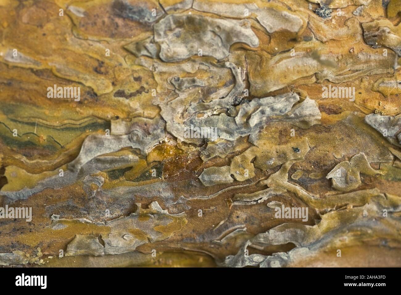 Texture of natural wood in summer forest background Stock Photo - Alamy