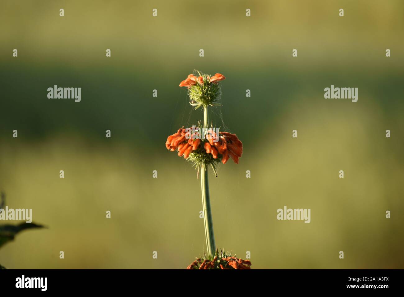 close up view of beautiful wild red flower, red flowers with many green ...