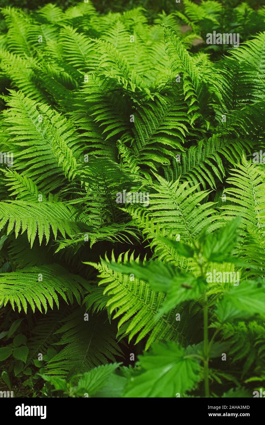 Green summer fern thicket in jungle forest background Stock Photo - Alamy