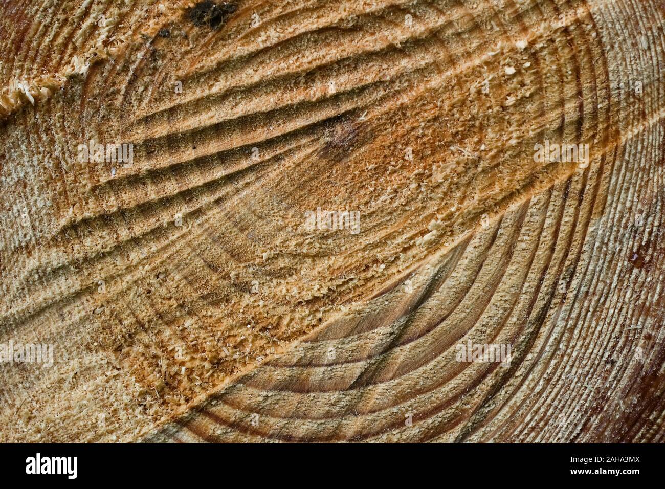 Pine tree log cross section close-up timber background Stock Photo - Alamy