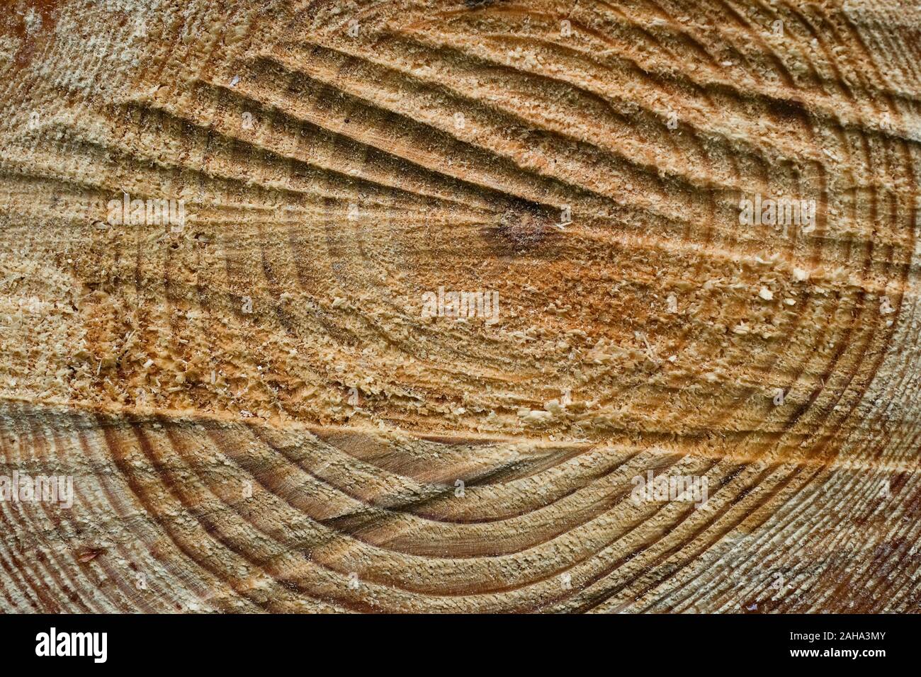 Pine tree log cross section close-up timber background Stock Photo - Alamy