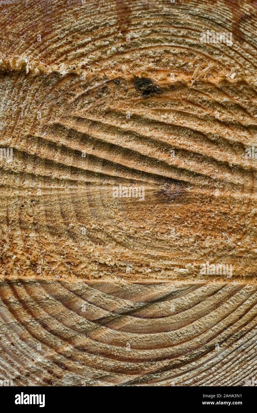 Pine tree log cross section close-up timber background Stock Photo - Alamy