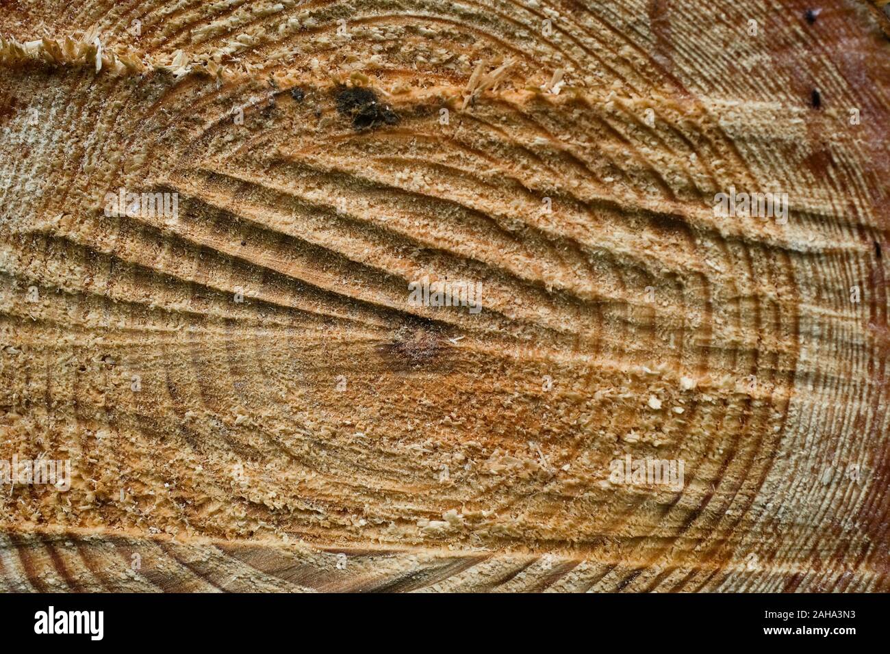 Pine tree log cross section close-up timber background Stock Photo - Alamy