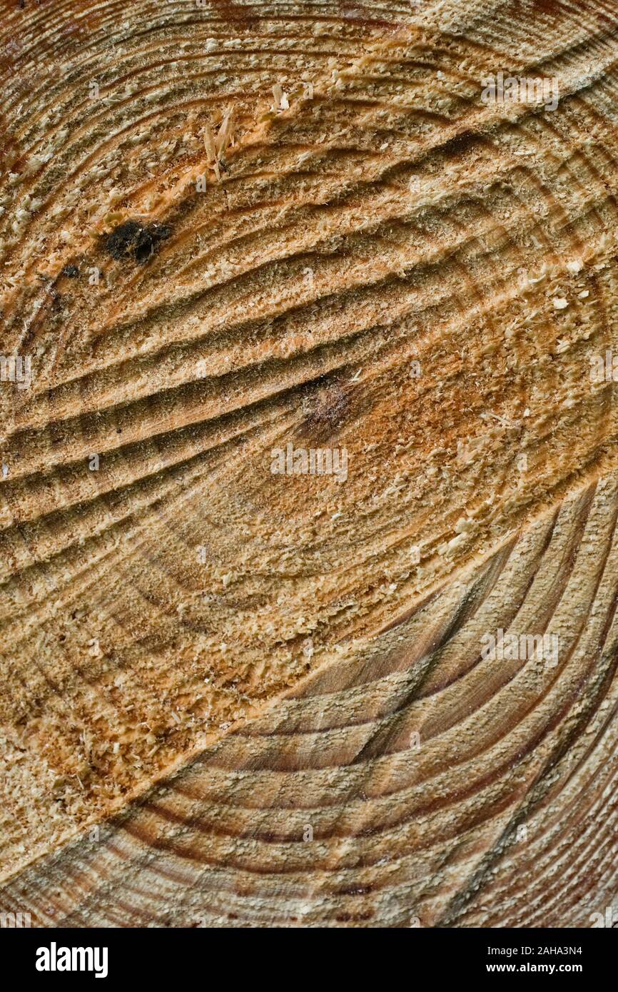 Pine tree log cross section close-up timber background Stock Photo - Alamy