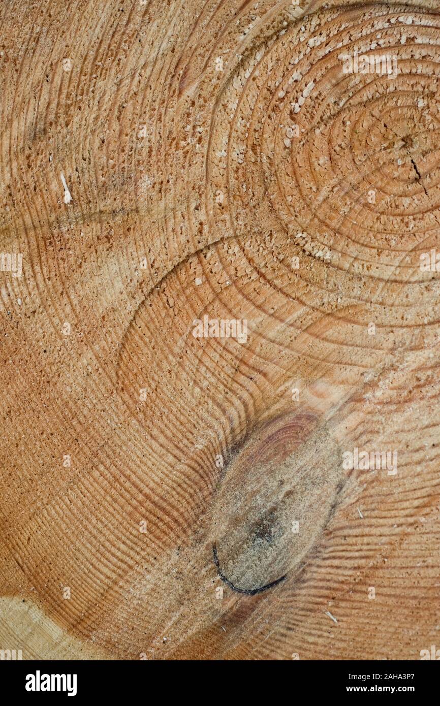 Pine tree log cross section close-up timber background Stock Photo - Alamy
