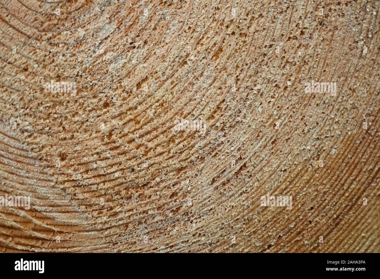 Pine tree log cross section close-up timber background Stock Photo - Alamy