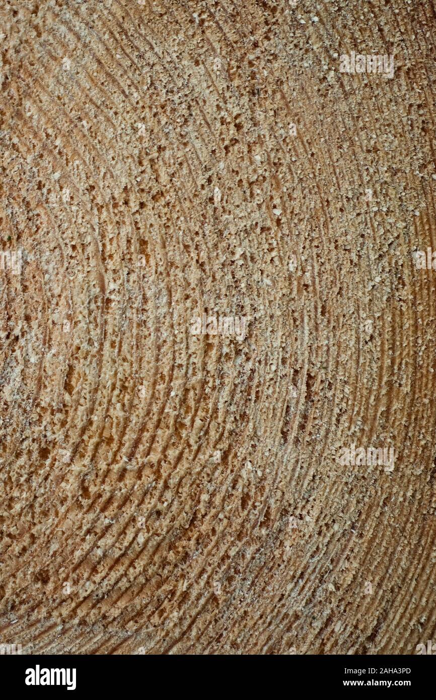 Pine tree log cross section close-up timber background Stock Photo - Alamy