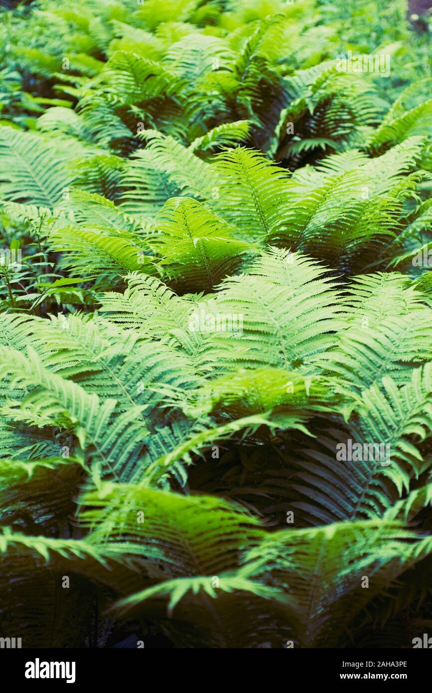 Green summer fern thicket in jungle forest background Stock Photo - Alamy