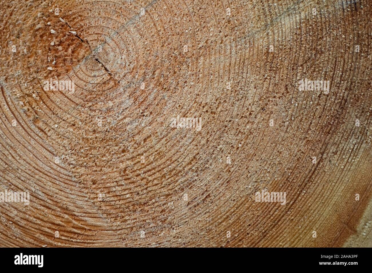 Pine tree log cross section close-up timber background Stock Photo - Alamy