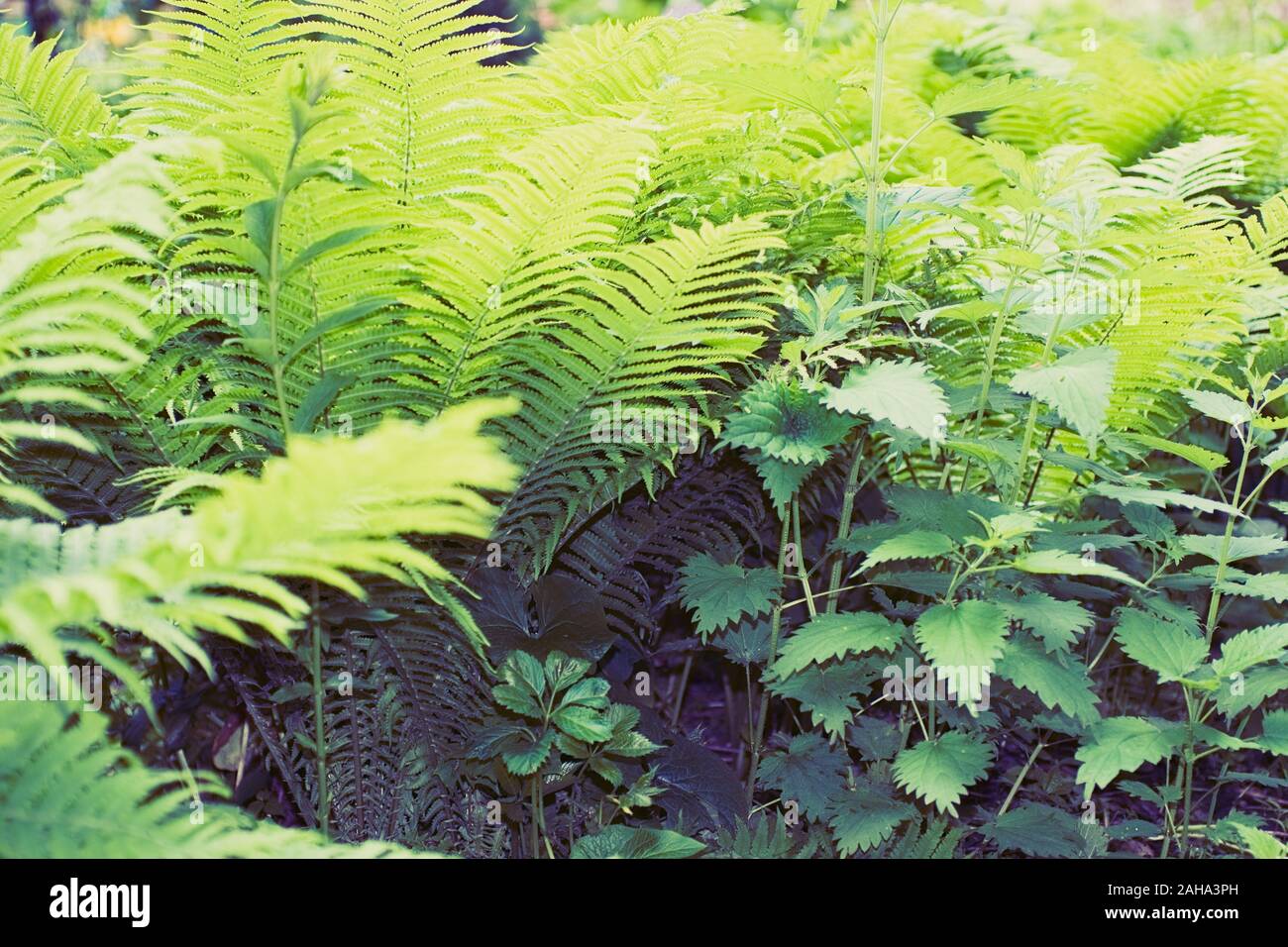 Green summer fern thicket in jungle forest background Stock Photo - Alamy