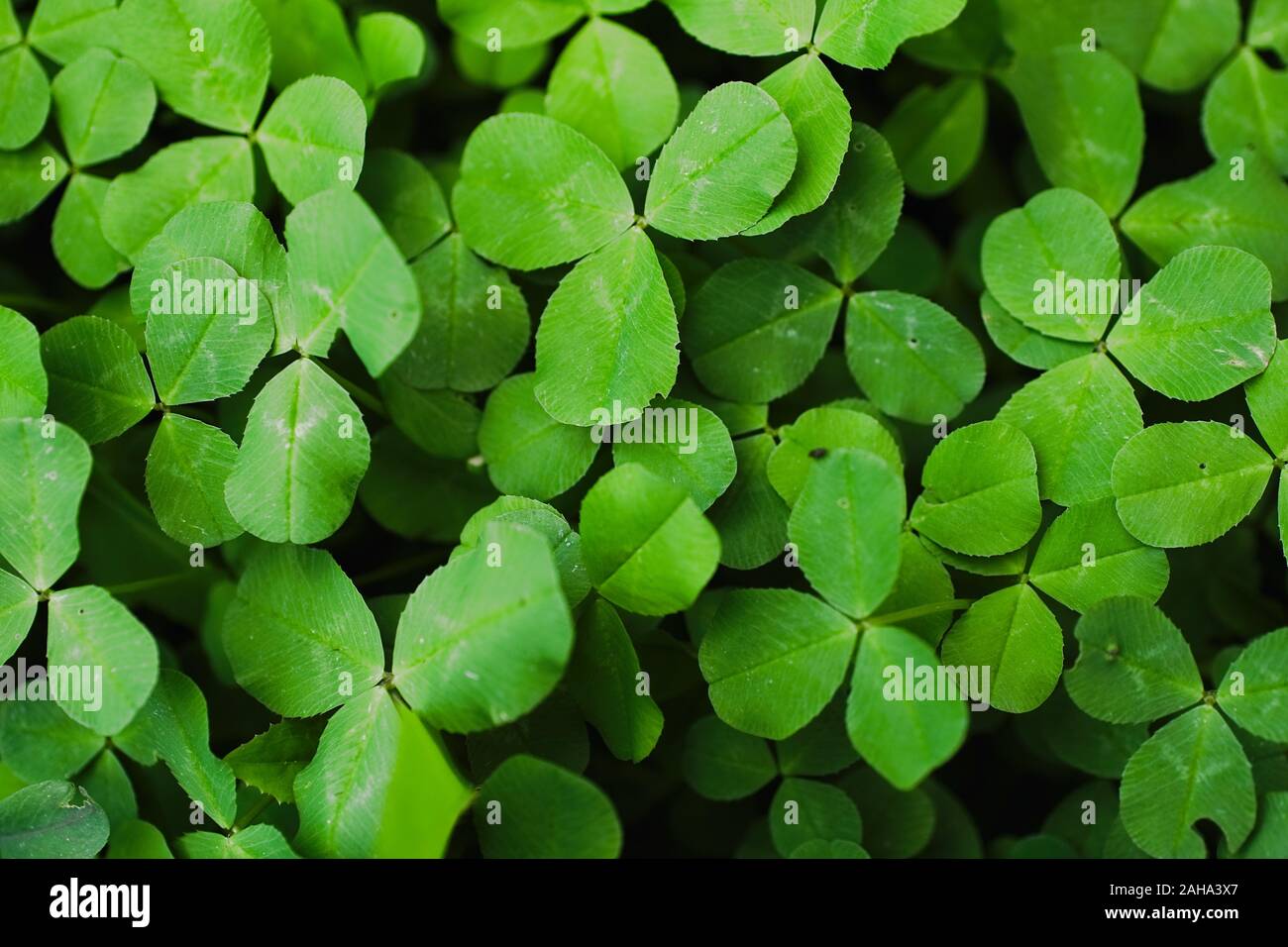 Green clover shamrock natural foliage closeup background Stock Photo ...