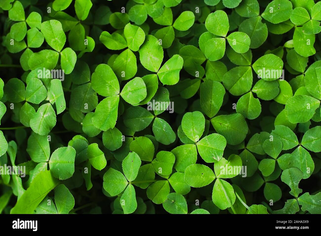 Green clover shamrock natural foliage closeup background Stock Photo ...